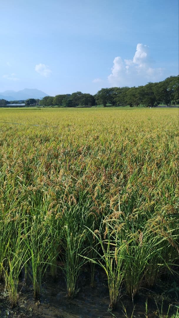 令和７年度　三重県産　コシヒカリ　30㌔