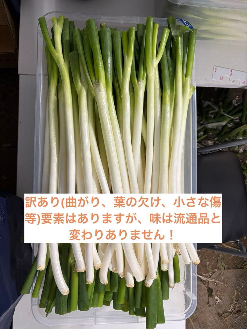 【大容量特価!!】白ネギ 約20kg(約200本) 千葉県東金市産