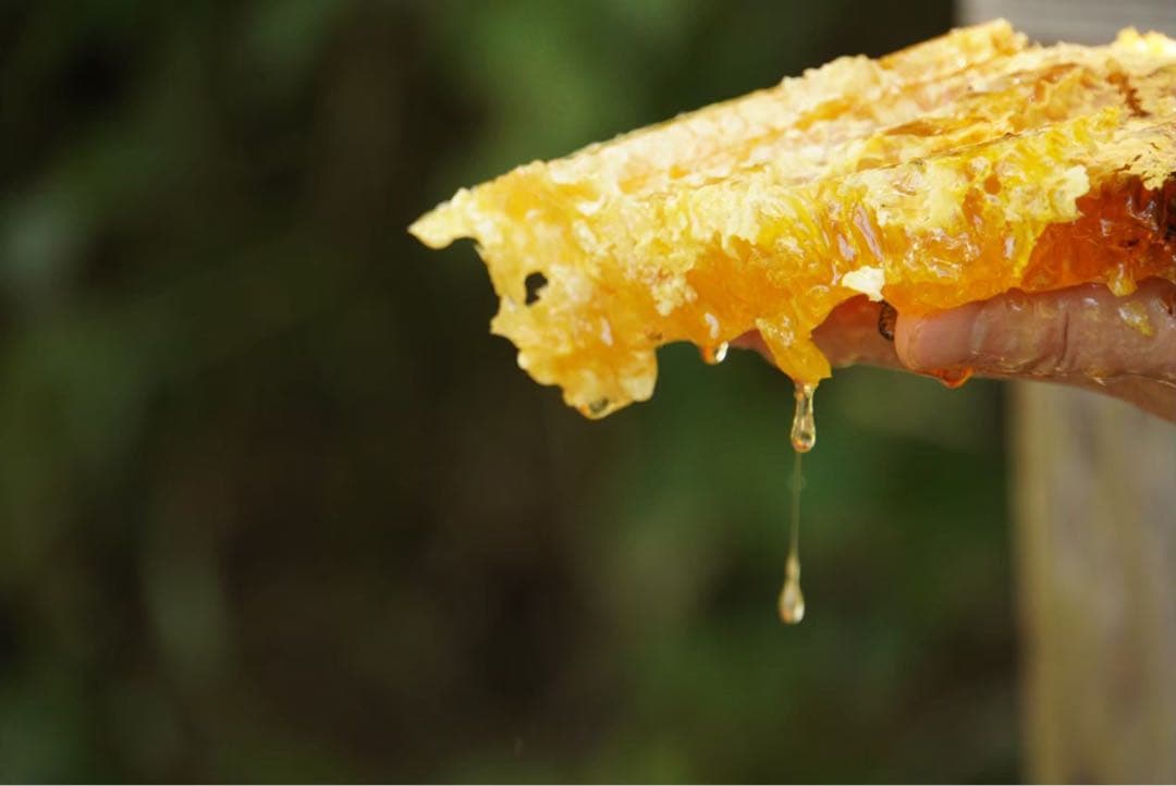 日本蜜蜂のハチミツ　巣箱違いの蜂蜜　奥山の奥のはちみつ