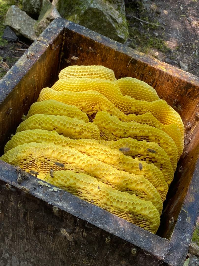日本蜜蜂のハチミツ　巣箱違いの蜂蜜　奥山の奥のはちみつ