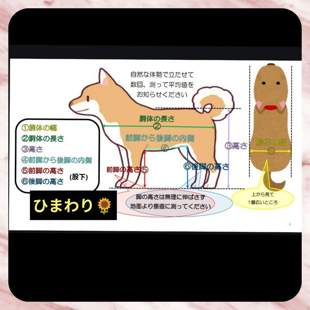 プードル4輪　リハビリ　食事補助　犬用車椅子　介護用品　犬の歩行器