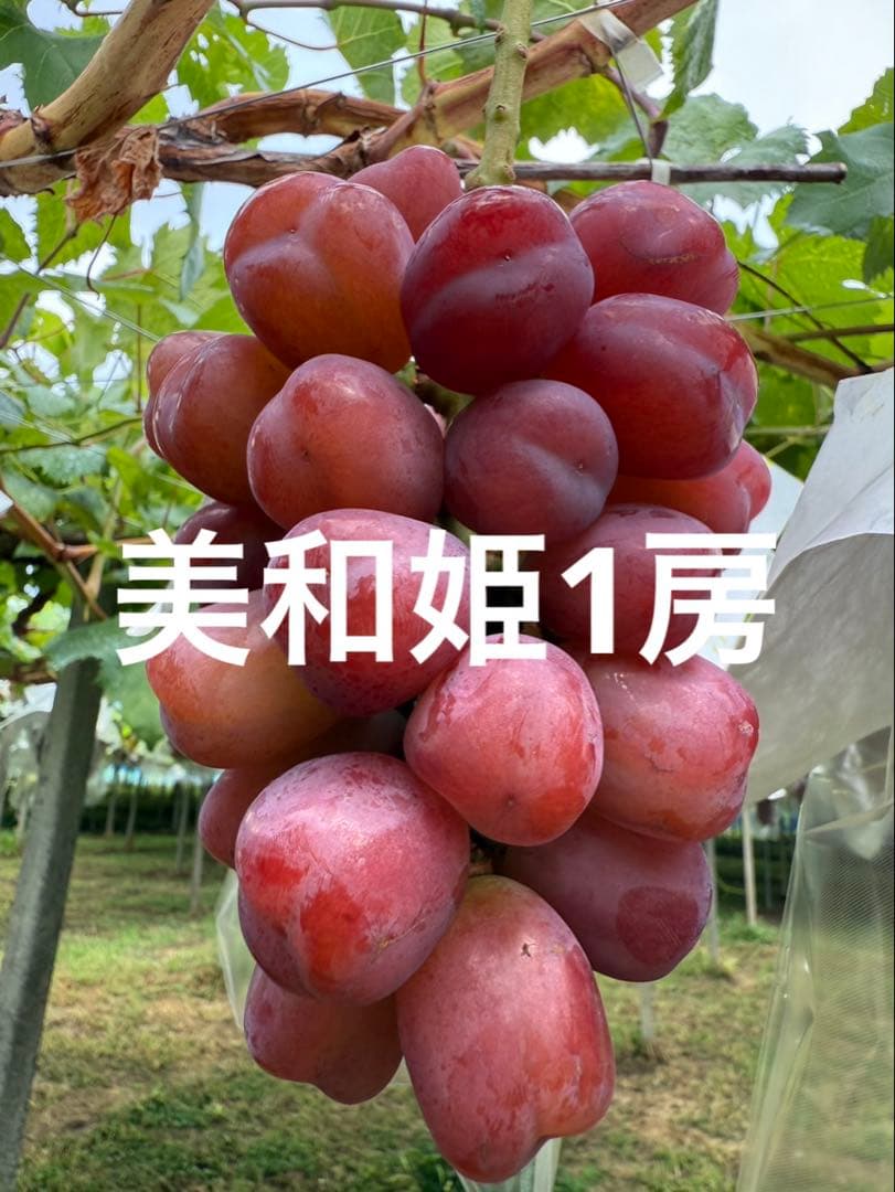 美和姫1房500gから600g 天恵　1房500gから600g