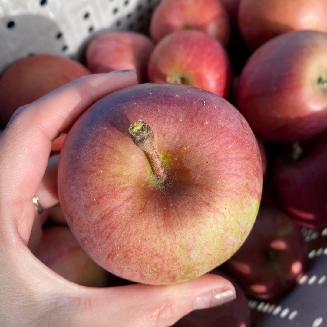 長野県産 加工用りんご 摘果りんご サンふじ 20kg 大量 スムージーに 2