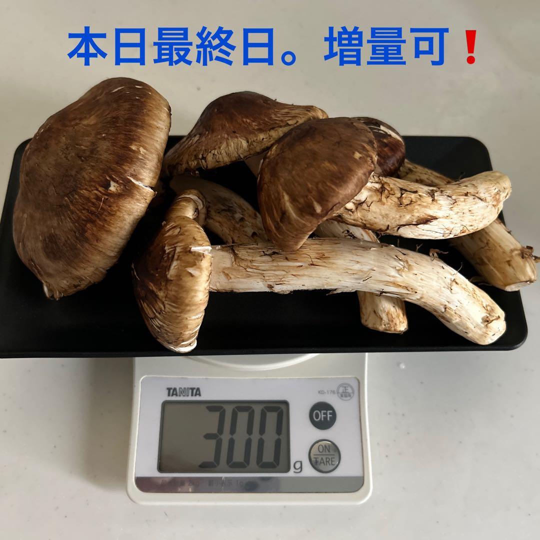 秋田県産松茸　300G