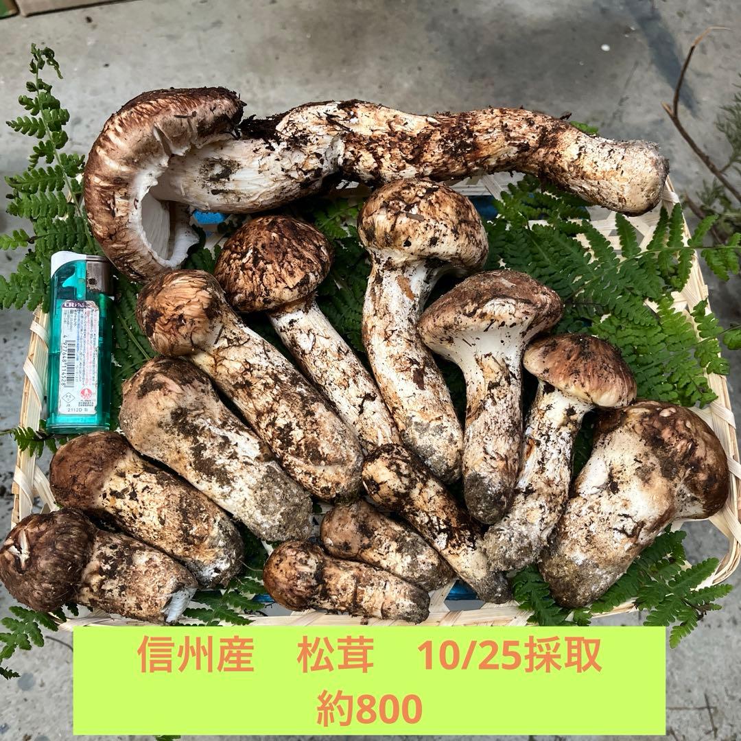 信州産　松茸　約800g 10/25採取