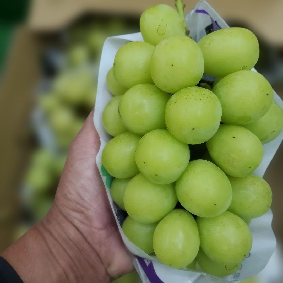 3️⃣ 山梨県産 シャインマスカット＆スカーレット １０房入り 箱込み5.4キロ