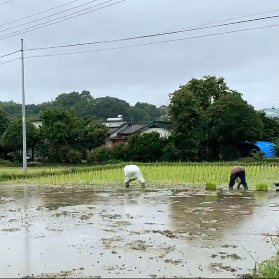 【kijimuna】　熊本県 自然栽培米 ひのひかり 玄米20kg