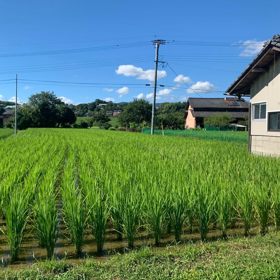 【kijimuna】　熊本県 自然栽培米 ひのひかり 玄米20kg