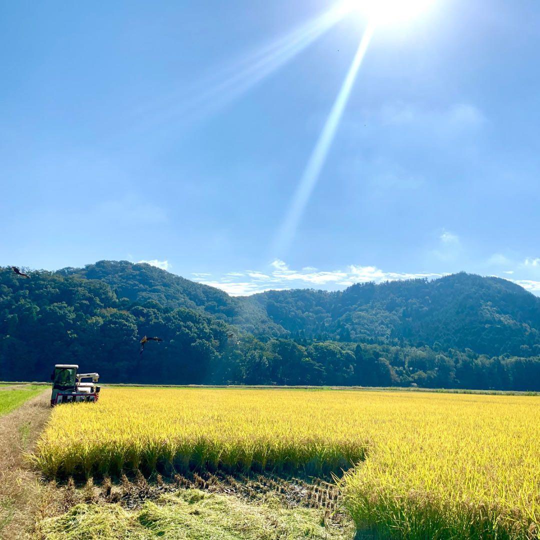 令和6年度産 コシヒカリ 30キロ 玄米 送料無料！