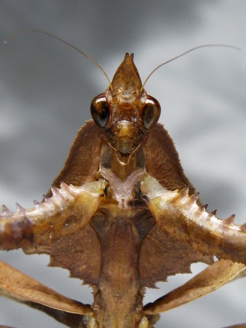 マオウカレハカマキリ ♀ 立体標本　魔王枯葉