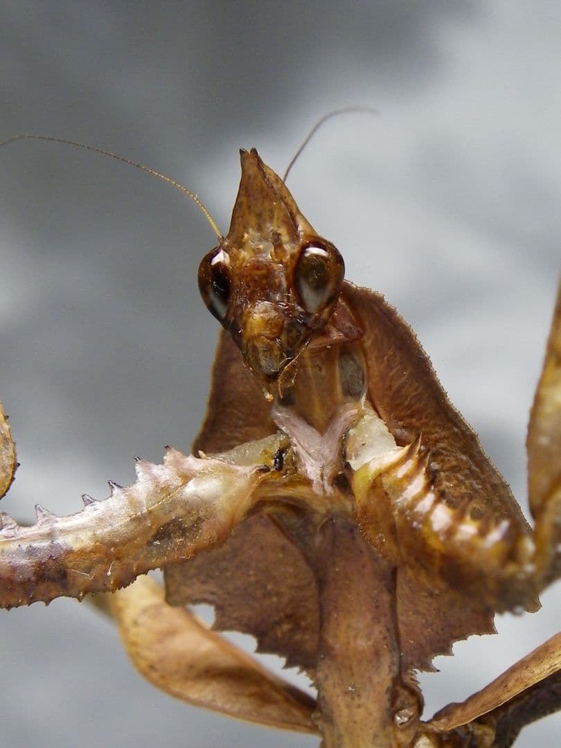 マオウカレハカマキリ ♀ 立体標本　魔王枯葉