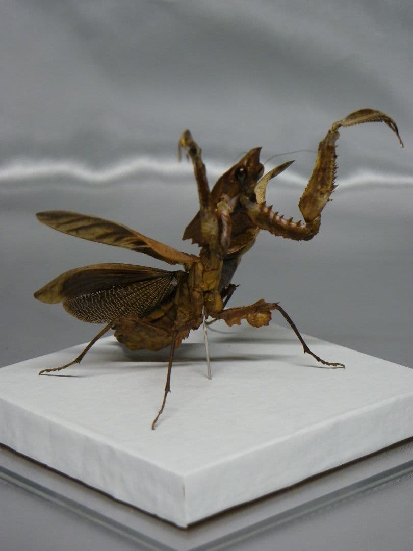 マオウカレハカマキリ ♀ 立体標本　魔王枯葉