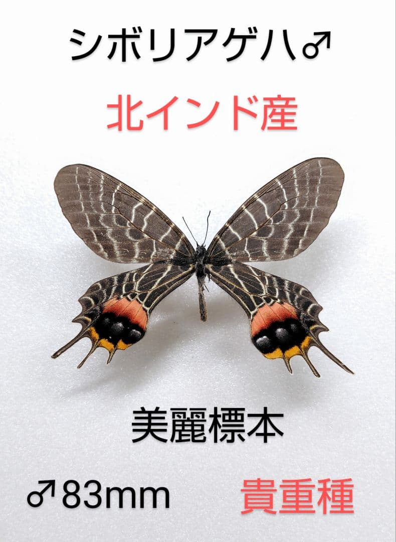 ★ICAROZ★シボリアゲハ♂標本 おまとめ２点セット‼️