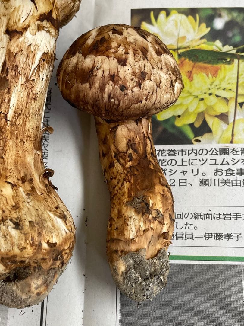 送料無料　岩手県産松茸　384g