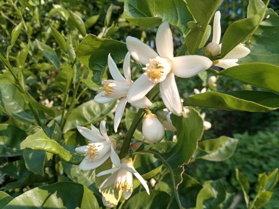 みぃ29さまご予約専用 大分県名産 フレッシュかぼす メガ盛 20kg 種なし