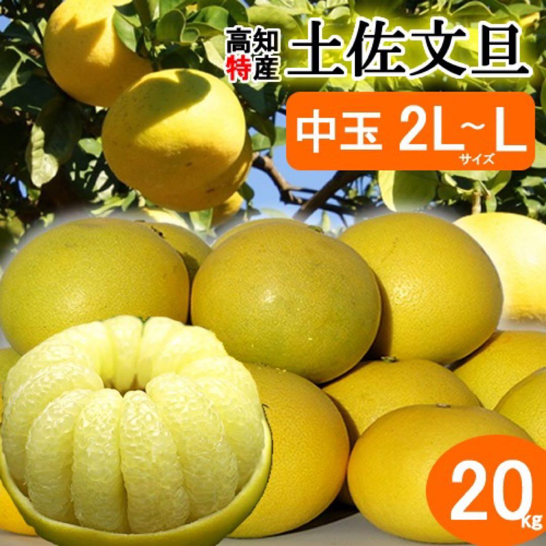 中玉限定☆ご家庭用　高知特産土佐文旦　 2L〜Lサイズ19〜25玉入り約20㎏