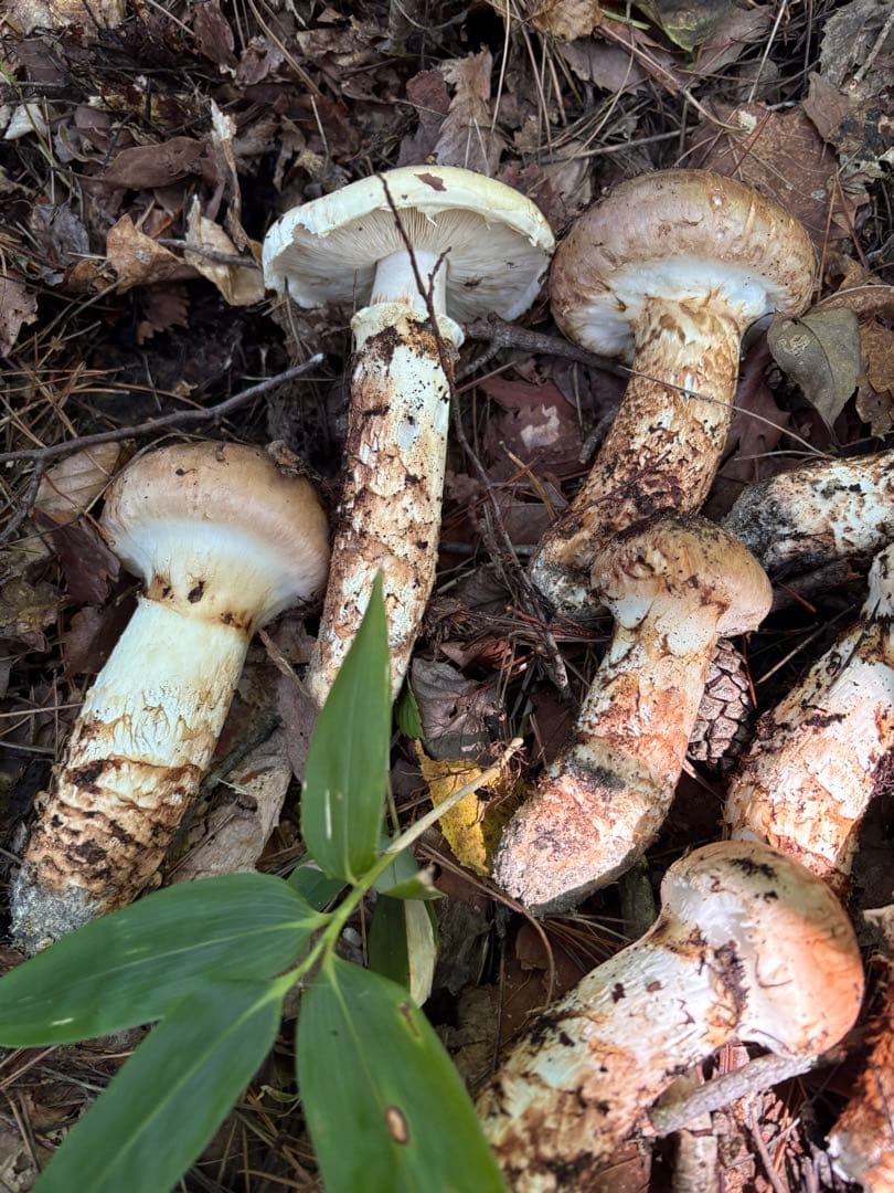 【お値打ち限定1点】岩手雫石町産 天然 蕾松茸 香り良い松茸 4本 239g