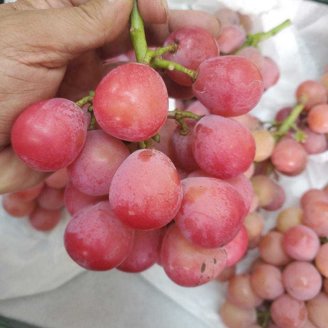 2️⃣ 山梨県産 クイーンニーナ ９房 箱込み4.3キロ