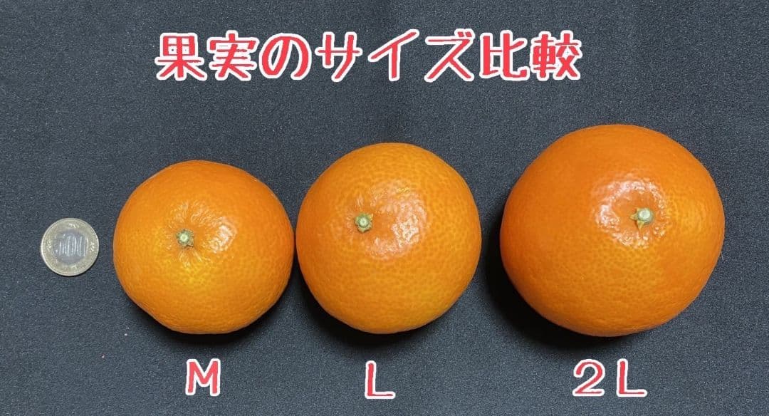 年末SALE！お得なセット2L、Ｌサイズ混合2箱計10キロ贈答に　あいか28号