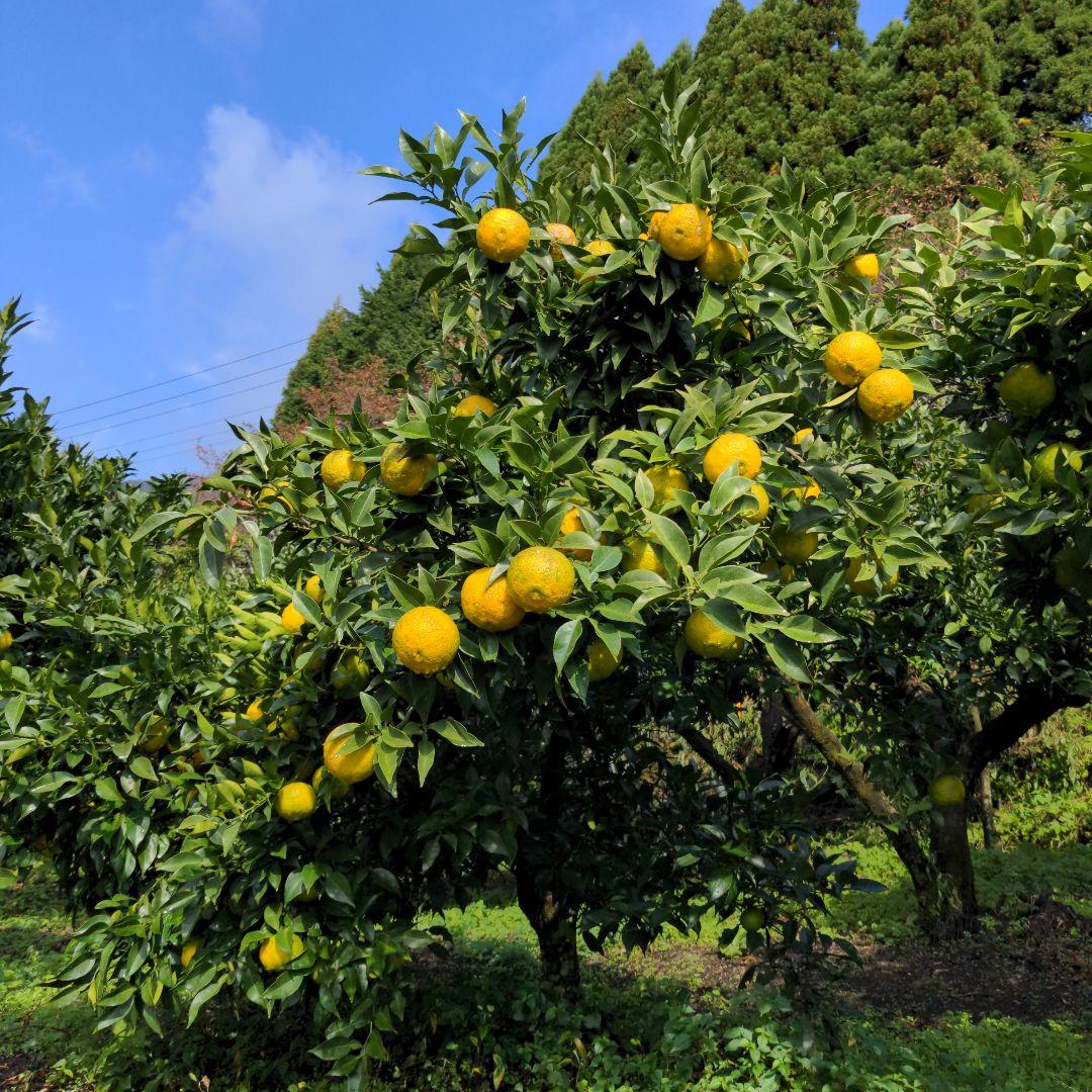黄柚子２０kg（愛媛県産）。ゆず胡椒、柚子ポン酢、鍋料理、ゆず味噌、ゆずジャム