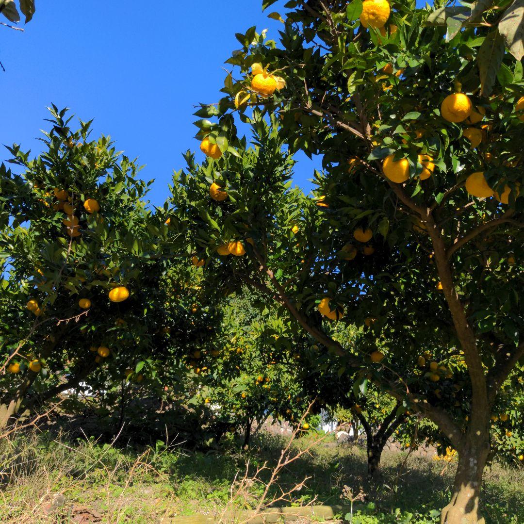 完熟本柚子１５kg（美品）。鍋料理、ポン酢、柚子胡椒、柚子茶、ジャム、酒、焼酎