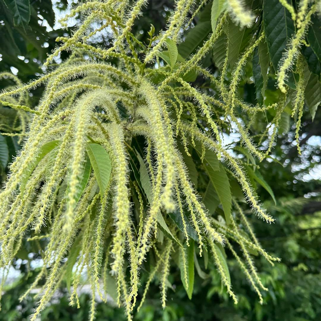 令和7年採蜜　栗ハチミツ!甘さ控えめビターな味の蜂蜜　内容量1kg 国産 無添加