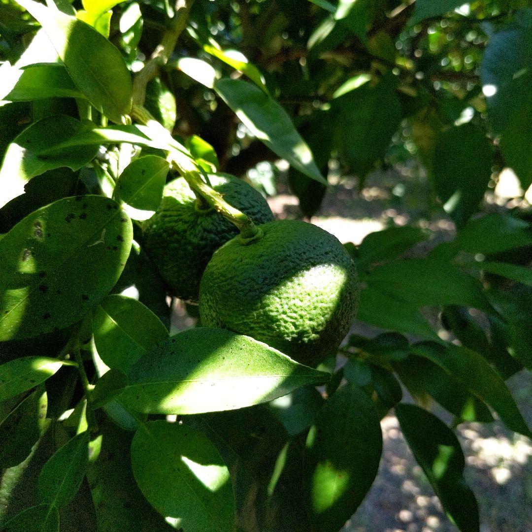 今だけ青柚子２０kg（愛媛県産）。そうめんの薬味、冷奴、刺身、酒、焼酎に◎