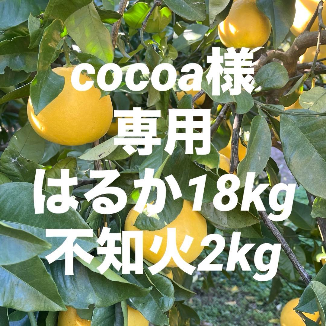 cocoaはるか18kg.不知火2kg