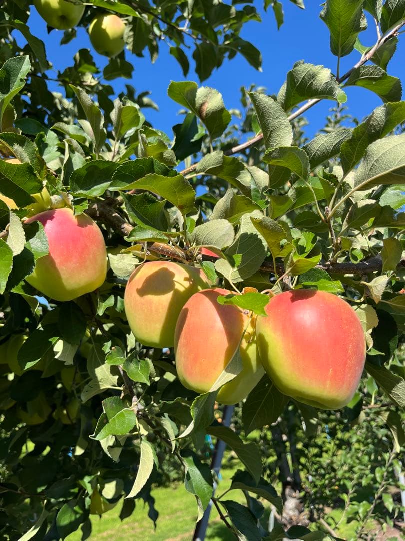 青森県産‼️ぐんま名月ご予約コメントフォーム✨