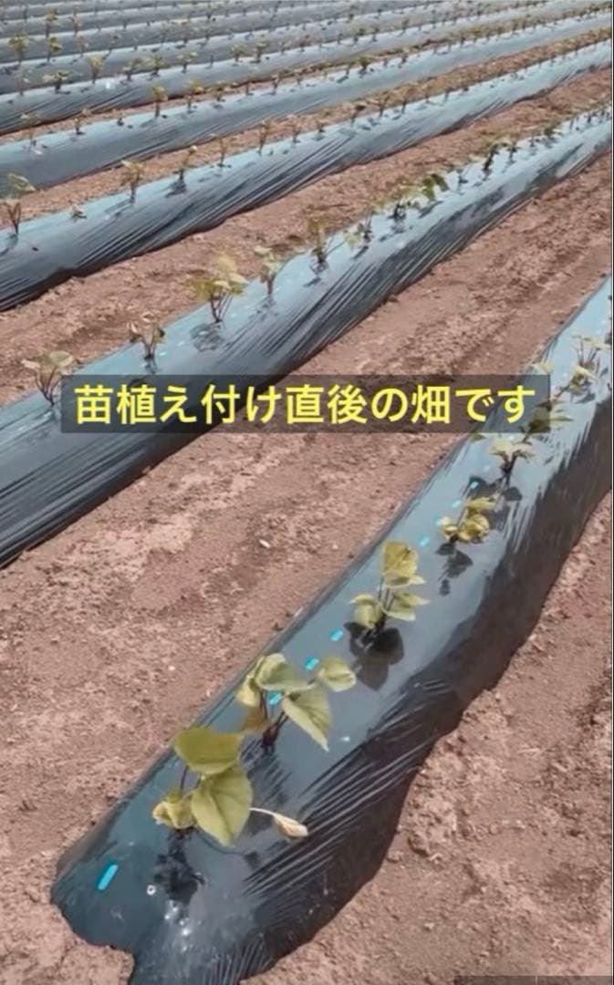 訳あり　丸干し芋 生産農家だからできると〜てもお得‼️ なまとめ売り 11kg
