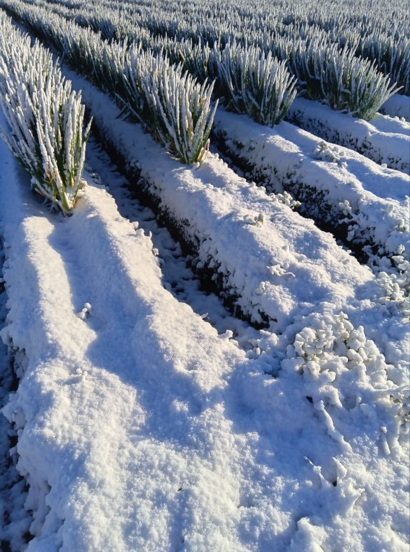 鳥取県産　白ネギ　20kg　長ネギ