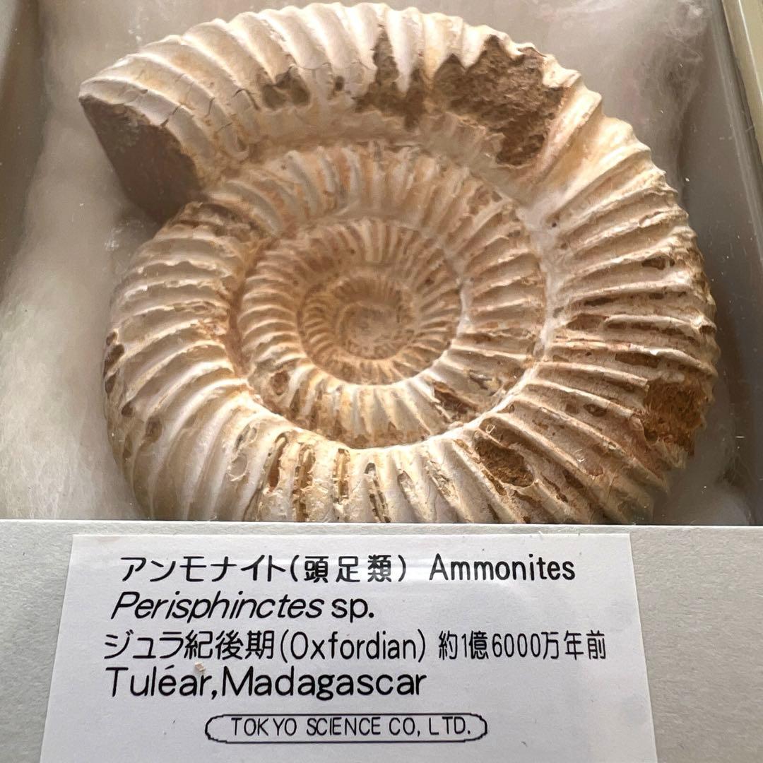 ジュラ紀 アンモナイト標本 Perisphinctes sp.約1億6000年前