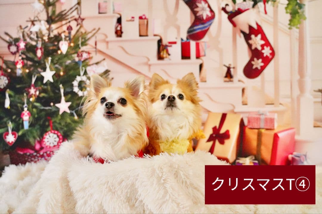 業務用トリミングチョーカー+背景布　クリスマスツリー　ペットサロン　雪　犬