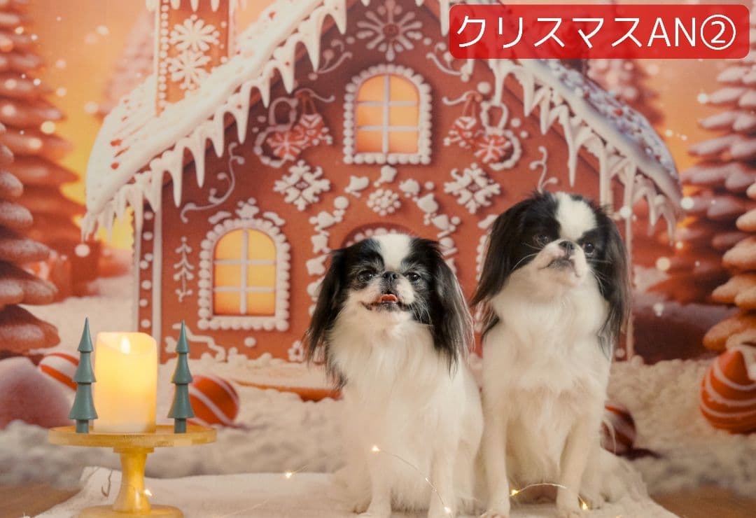 業務用トリミングチョーカー+背景布　クリスマスツリー　ペットサロン　雪　犬