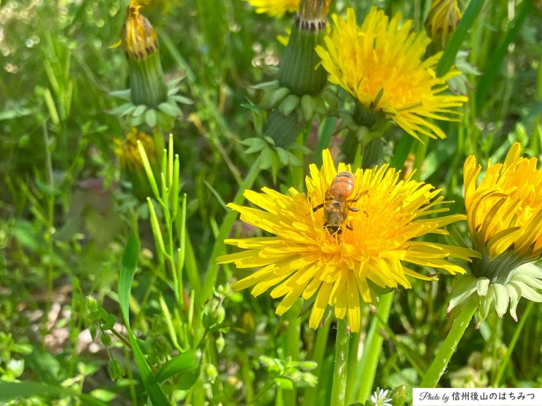 百花蜜 1000g 2本 長野県産 国産蜂蜜 はちみつ セイヨウミツバチ*