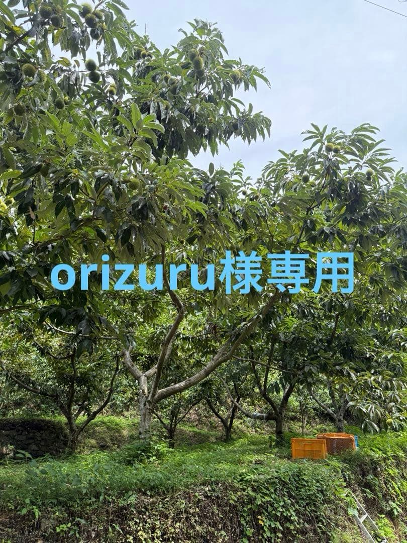 果物 orizuru