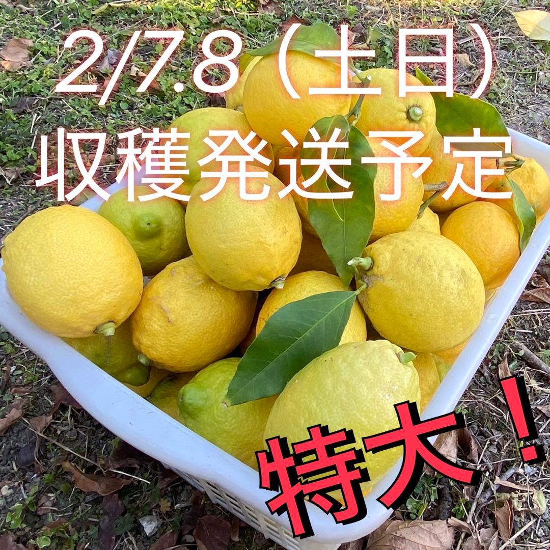 【特大】レモン　安心　農薬不使用　2/7.8（土日）収穫発送予定 有機肥料