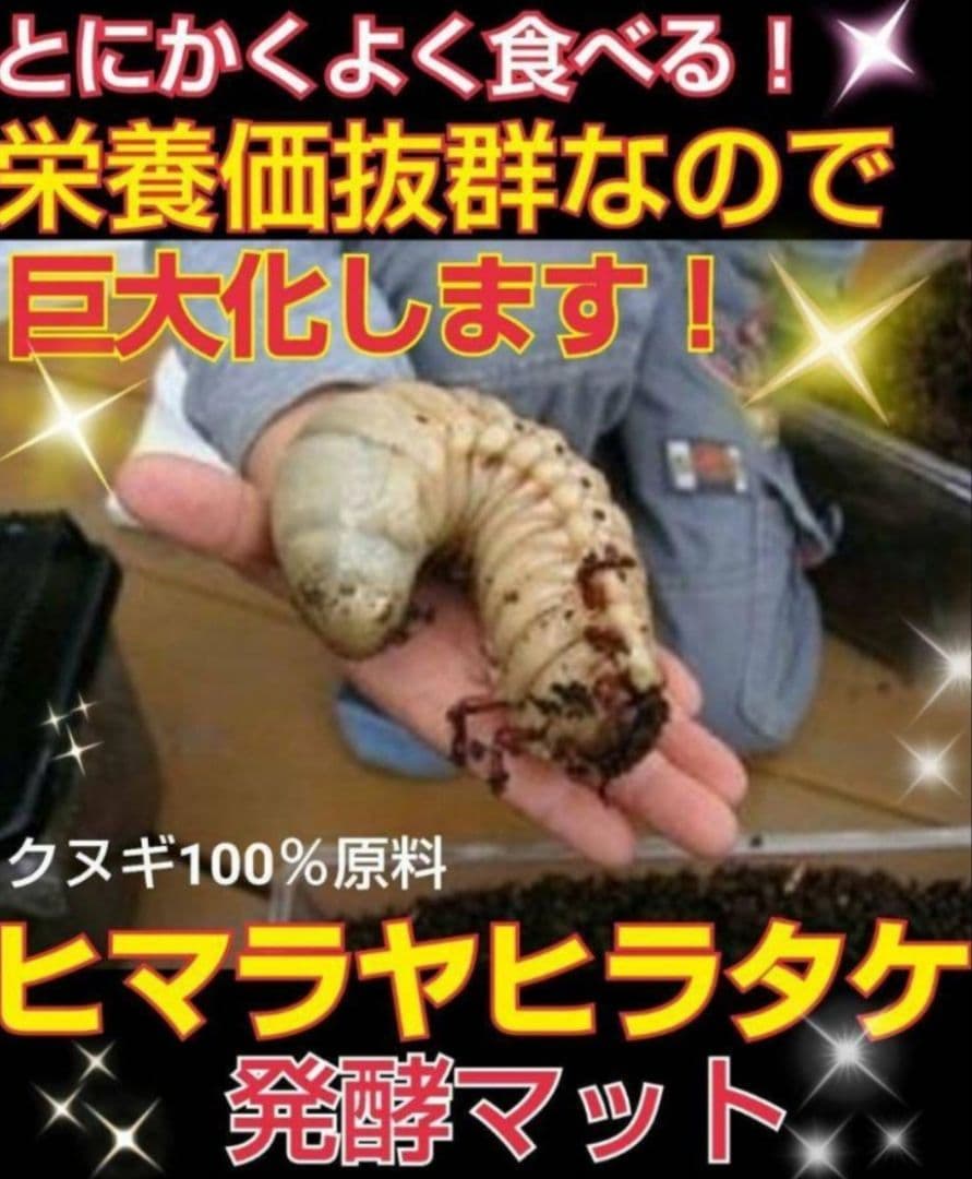 カブトムシ幼虫が大きくなる！発酵マット【たっぷり100リットル】雑虫わかない！