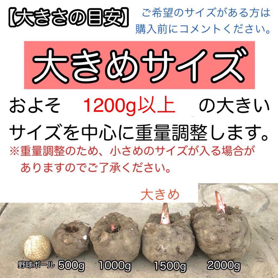 こんにゃく芋　大きめサイズ 箱込み20kg以内