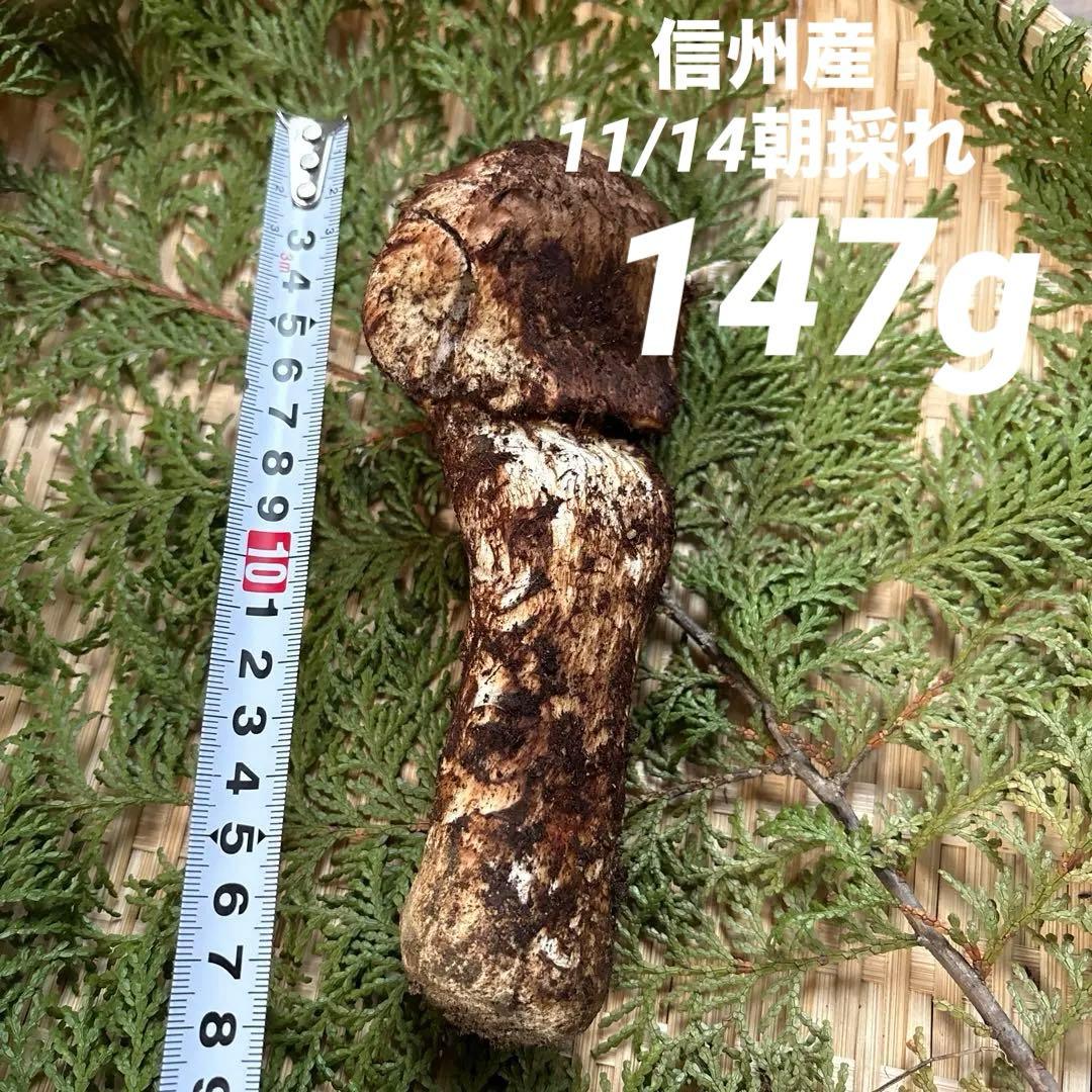 年内ラスト‼️長野県南信州産‼️松茸 147g 11/14朝採れ