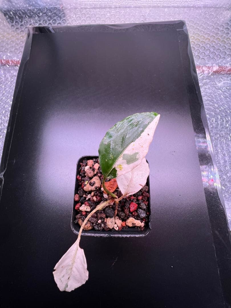 C*❗様 セファランドラ（斑入り株）Bucephalandra Pipto