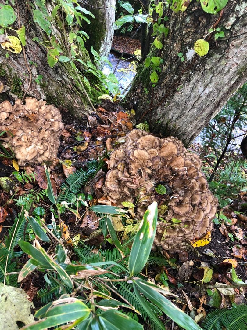 最終　新鮮な山の舞茸　まいたけ　マイタケ　本日のみ2.7kg