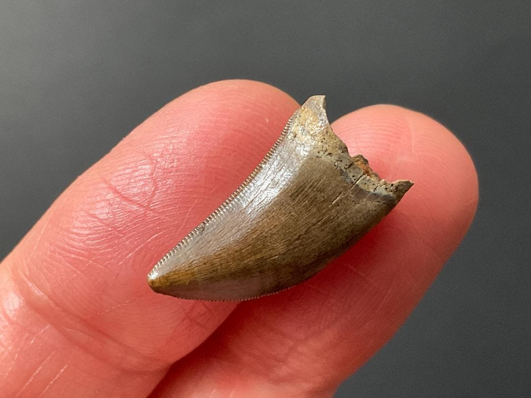 化石 ティラノサウルス 歯 [DS409] 恐竜 希少 レア