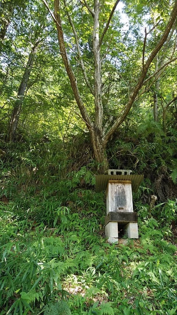 日本ミツバチ 蜂蜜 令和7年 採れたて 計600g×5本 たれ蜜 非加熱百花蜜
