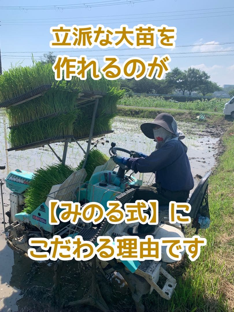 自然栽培【イセヒカリ】白米20kg[5kg×4袋]新米 無農薬無施肥の自然栽培米