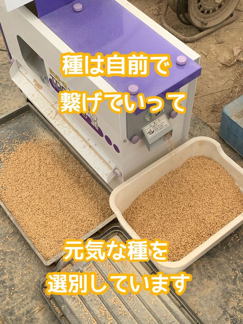 自然栽培【イセヒカリ】白米20kg[5kg×4袋]新米 無農薬無施肥の自然栽培米