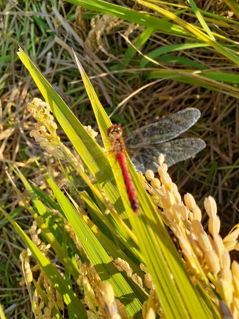 7年　秋田県産　あきたこまち　玄米　10キロ　【低農薬　低化学肥料】