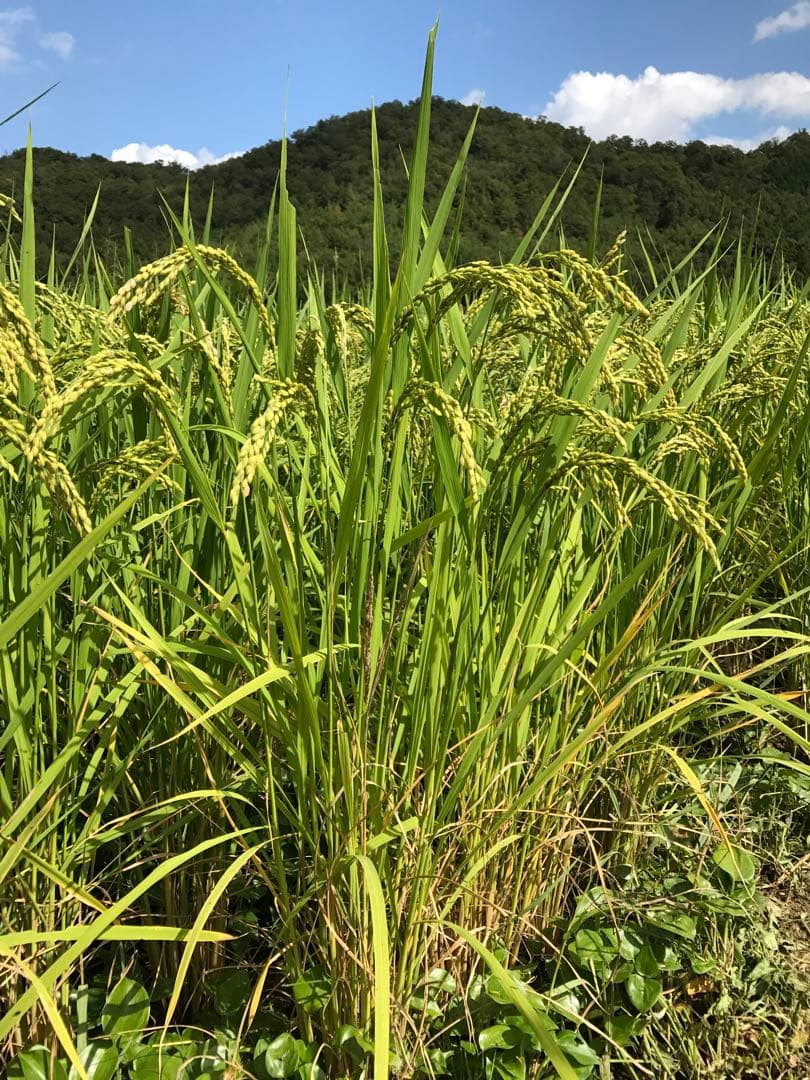 Natural farming自然栽培玄 免疫活性化伊藤悦男 アポトーシス 食養