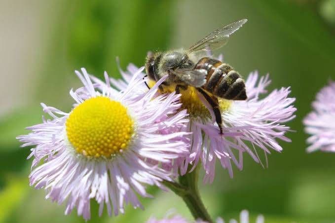 国産純粋百花はちみつ【600グラム4本】無添加 　非加熱生蜂蜜