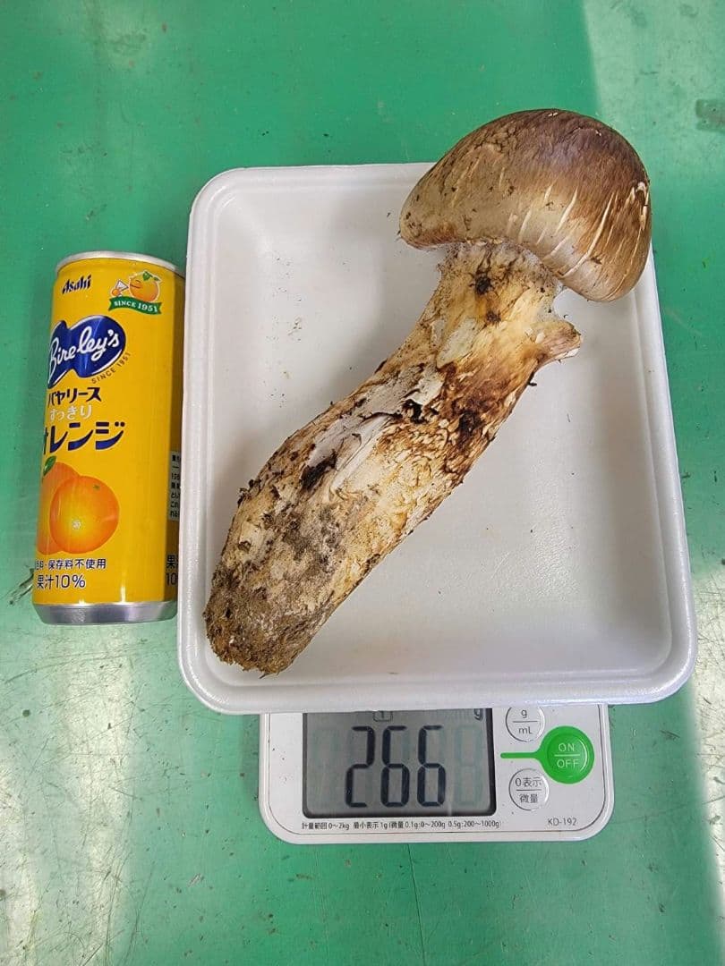 送料込み　岩手県産松茸 266g